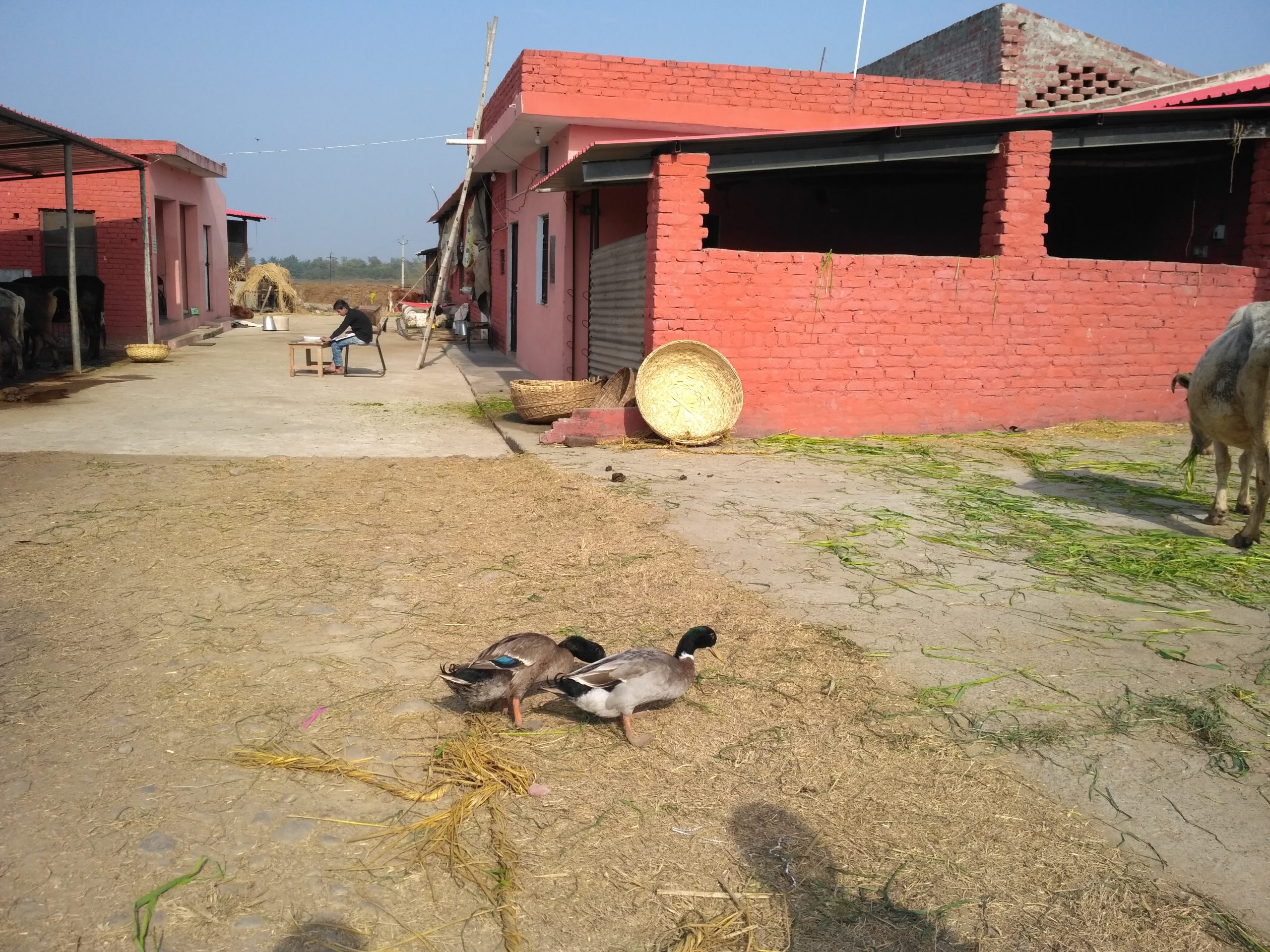 Maa Kamakshi Gau Dham Society - Jai Maa Kamakshi Devi